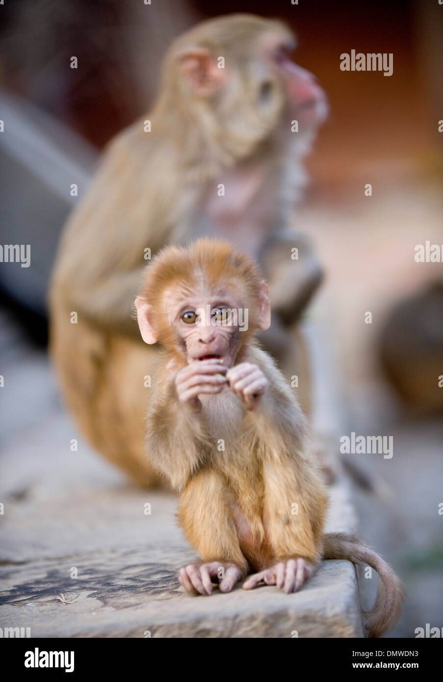 Monkey pashupatinath temple hi-res stock photography and images - Alamy