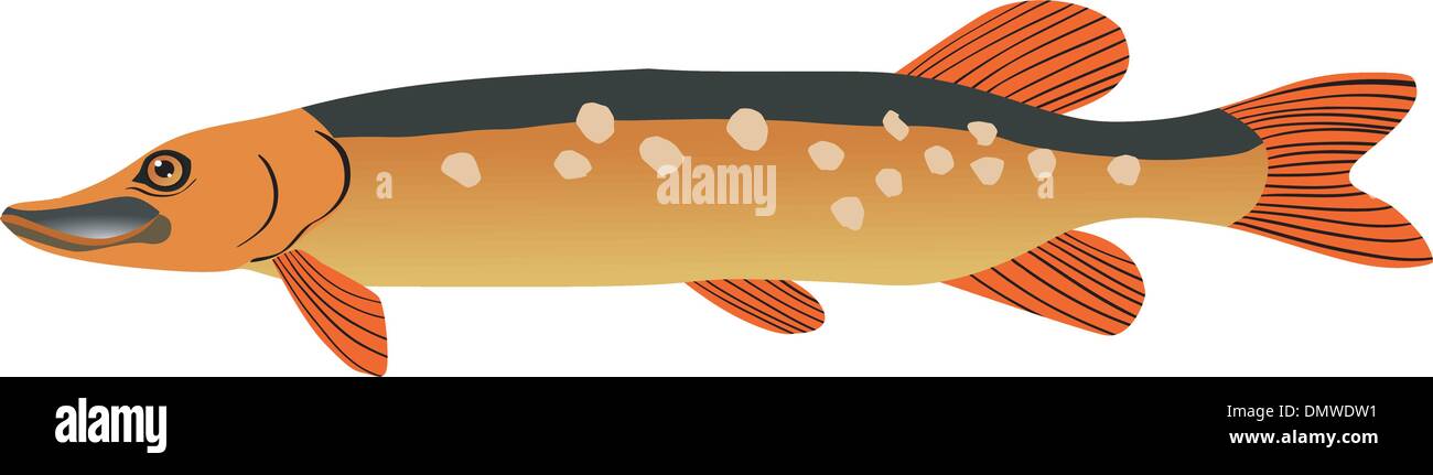 illustration of pike Stock Vector Image & Art - Alamy