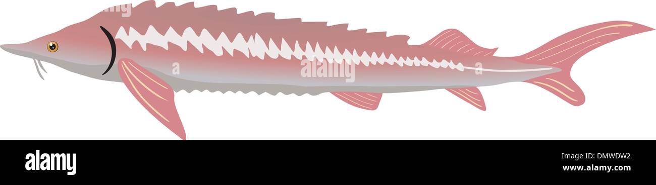illustration of sturgeon fish Stock Vector Image & Art - Alamy