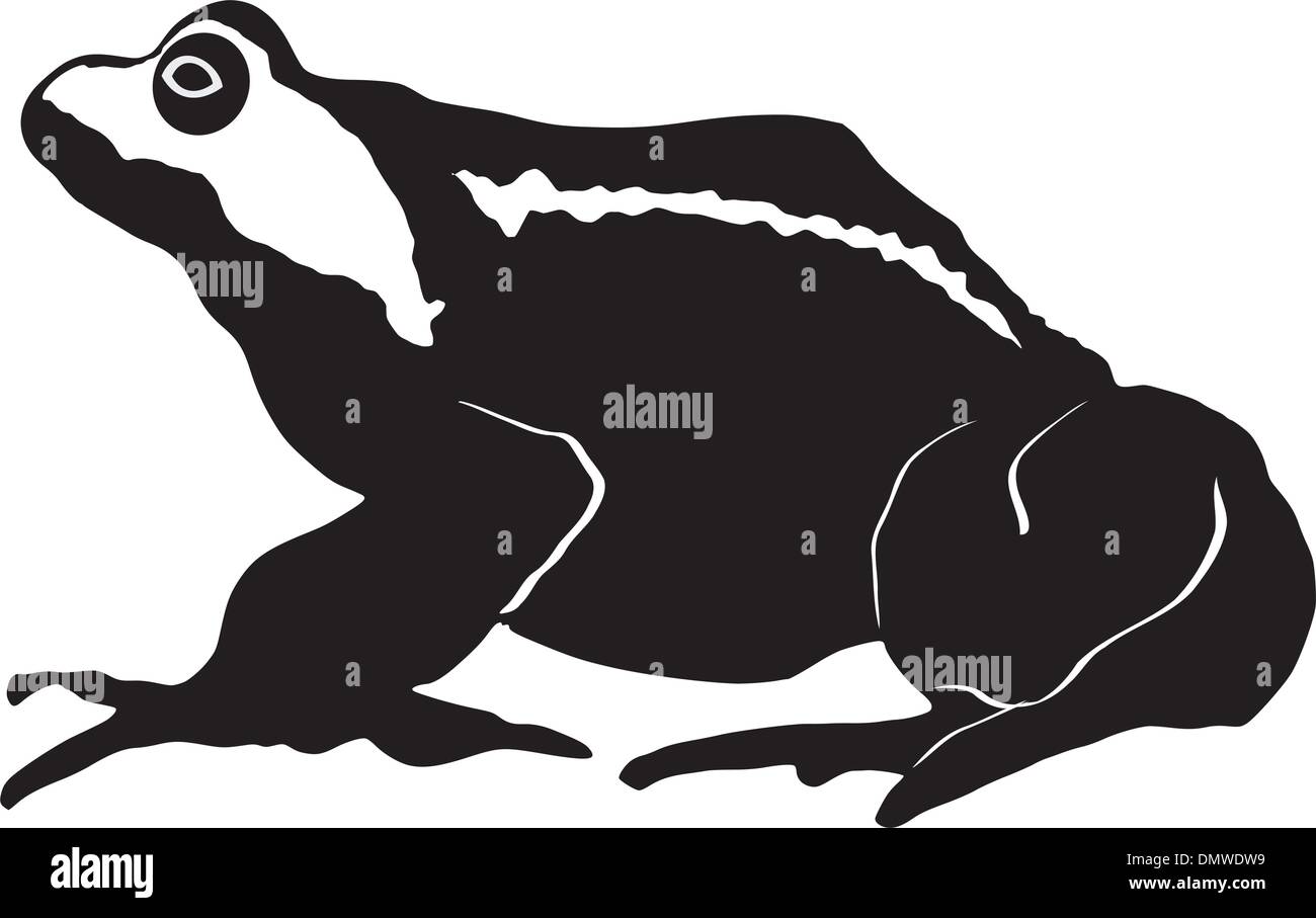 illustration of toad Stock Vector Image & Art - Alamy