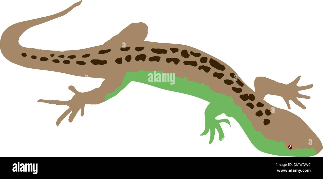 Lizard skin Stock Vector Images - Alamy