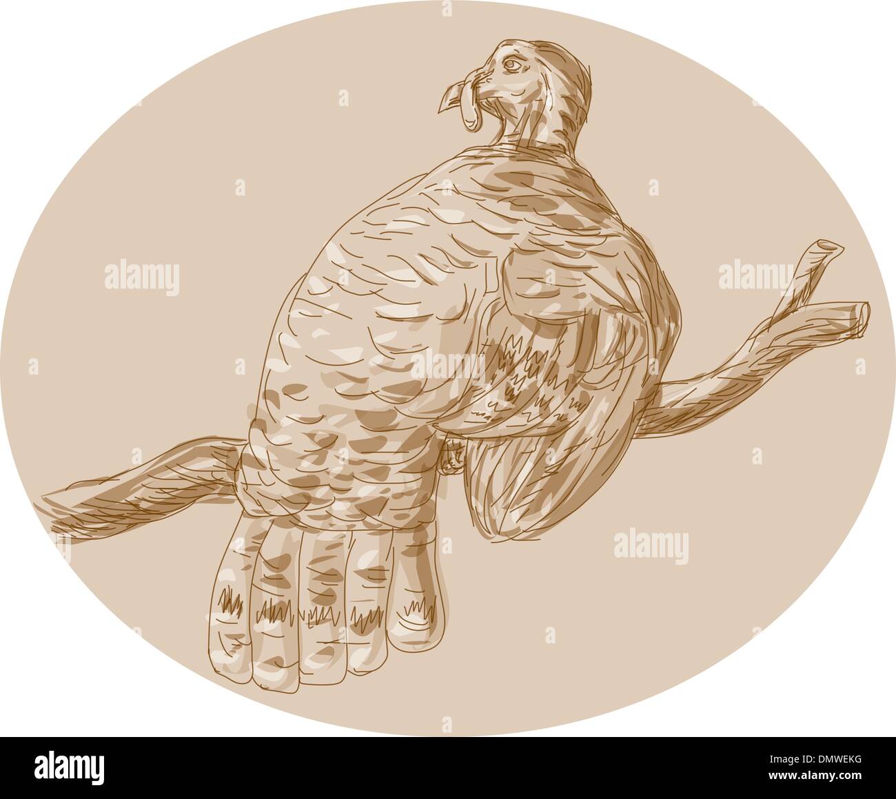 Illustration wild turkey perching hi-res stock photography and images ...