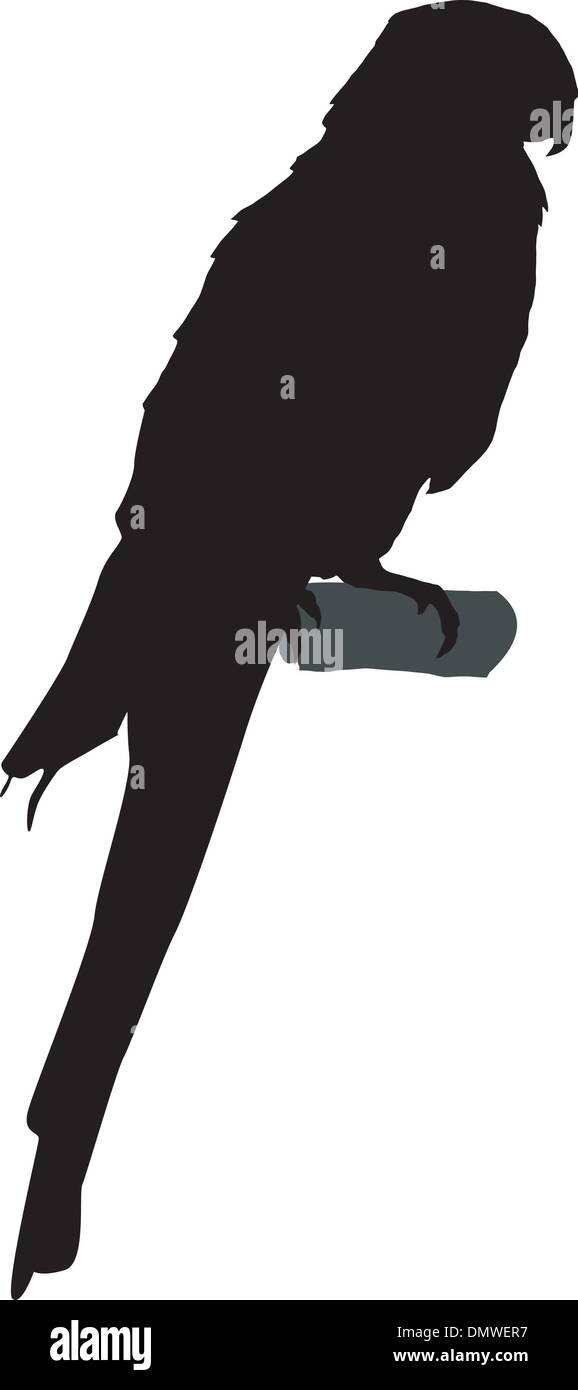 silhouette of parrot Stock Vector Image & Art - Alamy