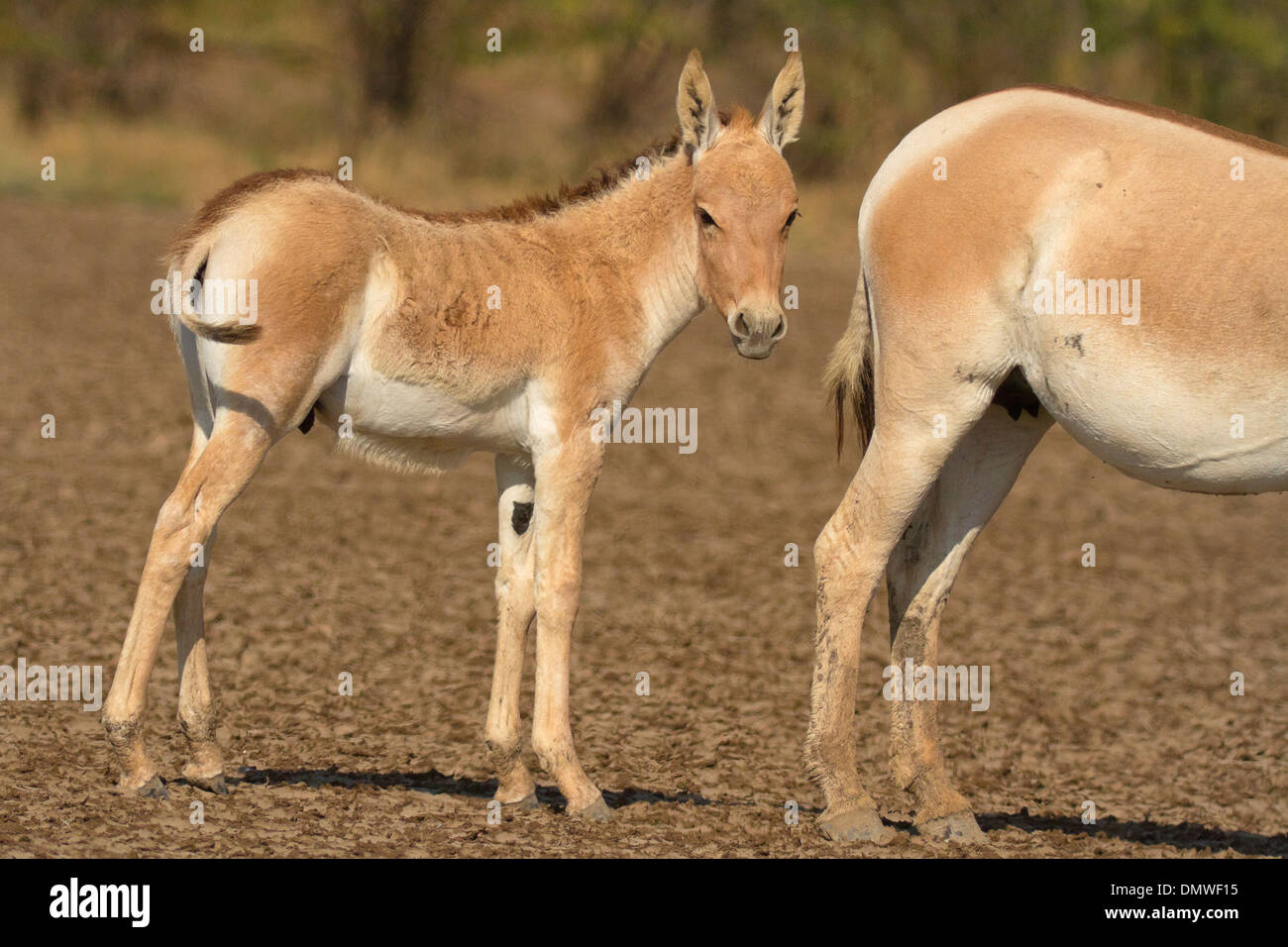 Indian wild ass (Equus hemionus khur) foal with a mare at Wild Ass ...