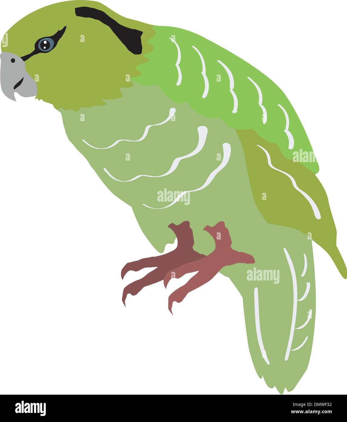 Kakapo parrot hi-res stock photography and images - Alamy