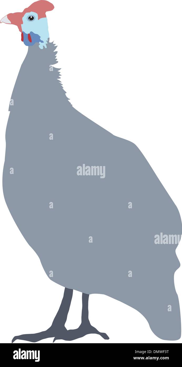 Guinea fowl drawing Stock Vector Images - Alamy