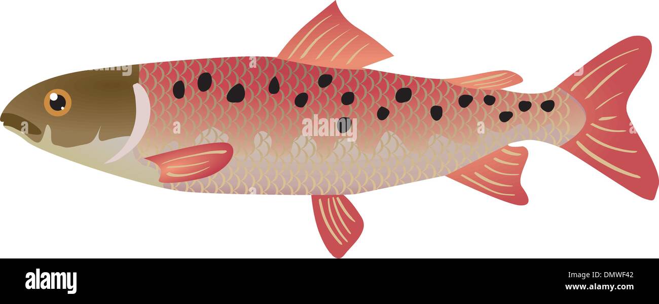 illustration of the beautiful fish Stock Vector Image & Art - Alamy