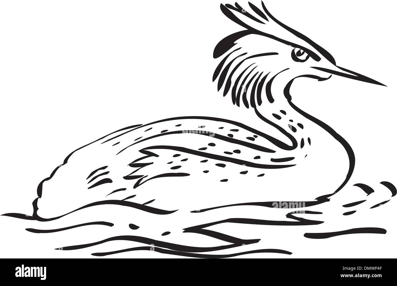Illustration grebe Black and White Stock Photos & Images - Alamy