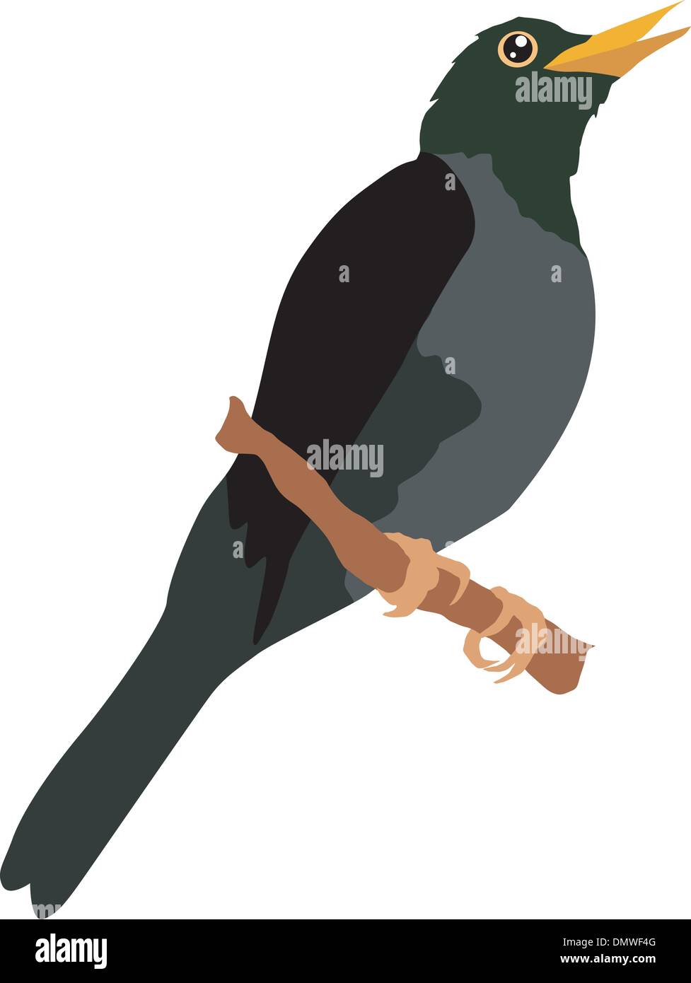 Tail starling Stock Vector Images - Alamy