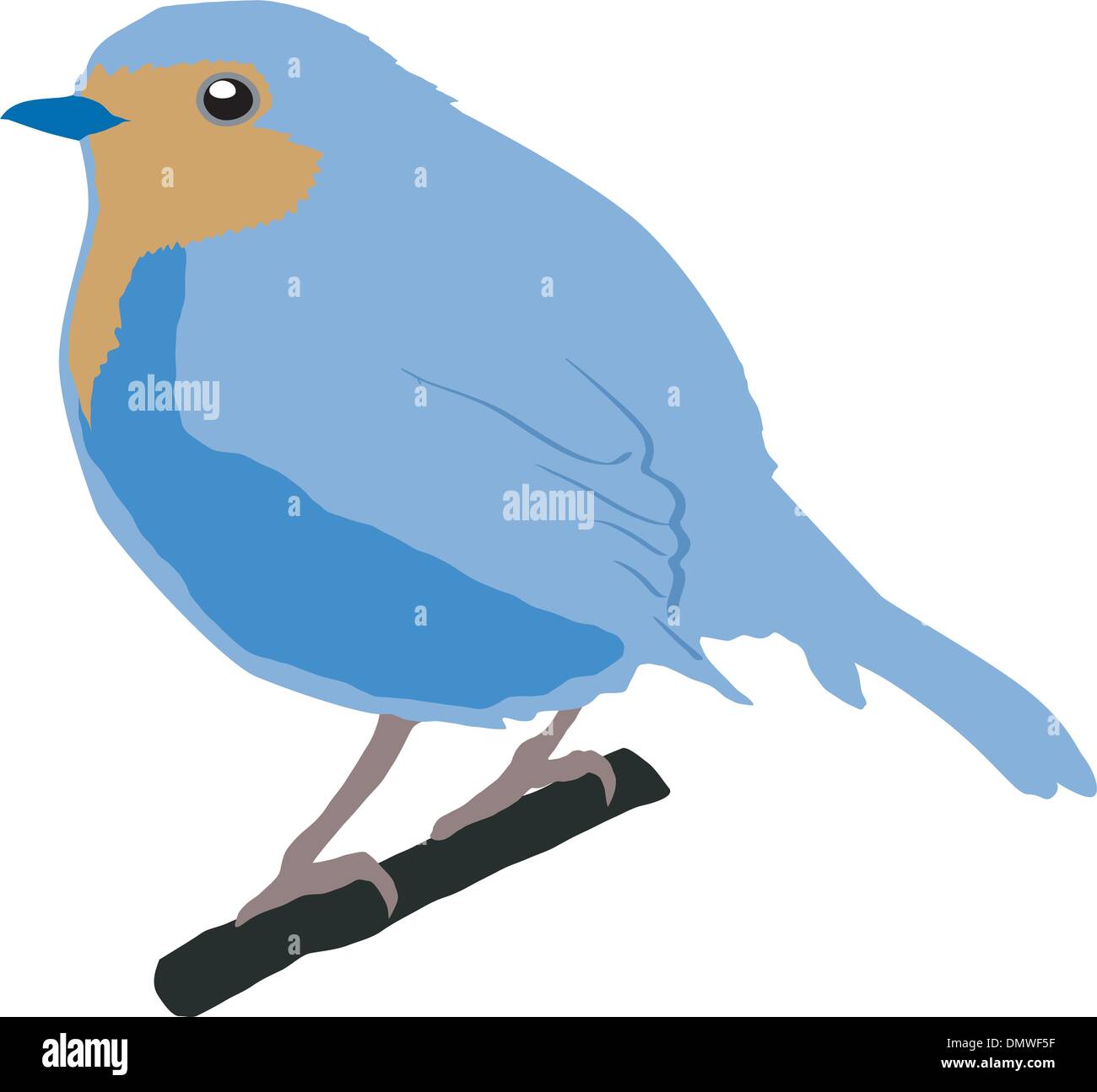 White robin Stock Vector Images - Alamy