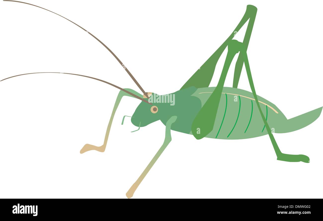 Cricket insect Stock Vector Images - Alamy