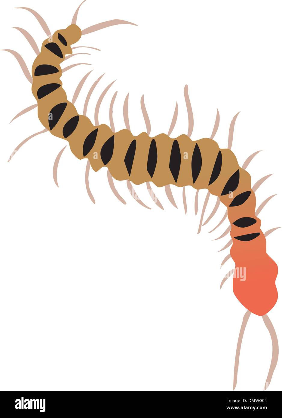 Illustration Of Centipede High Resolution Stock Photography and Images ...
