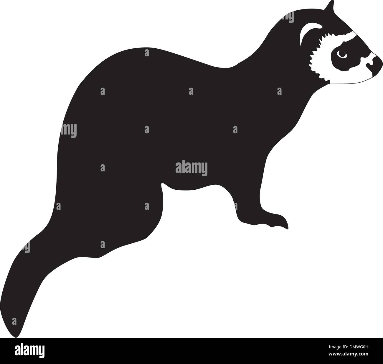 Ferret vector vectors hi-res stock photography and images - Alamy