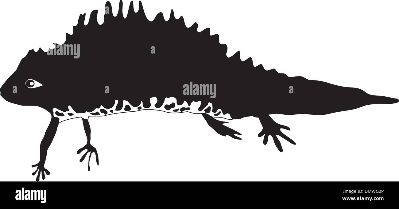illustration of newt Stock Vector Image & Art - Alamy