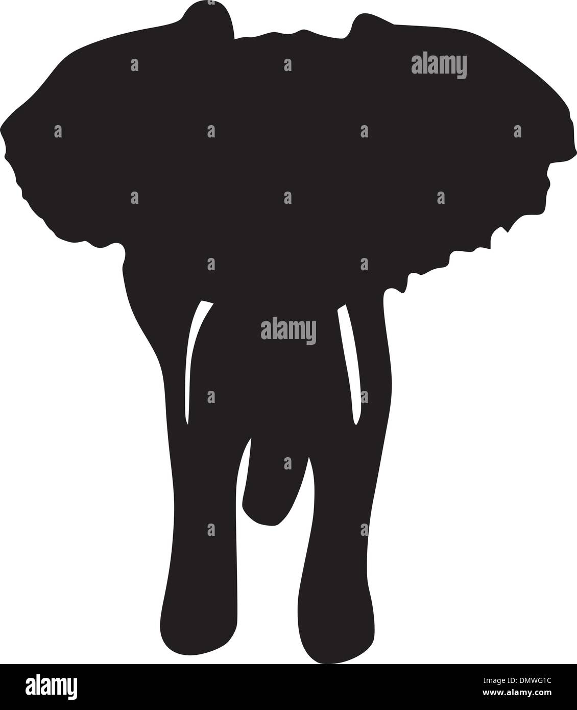 Elephant biology vector vectors hi-res stock photography and images - Alamy