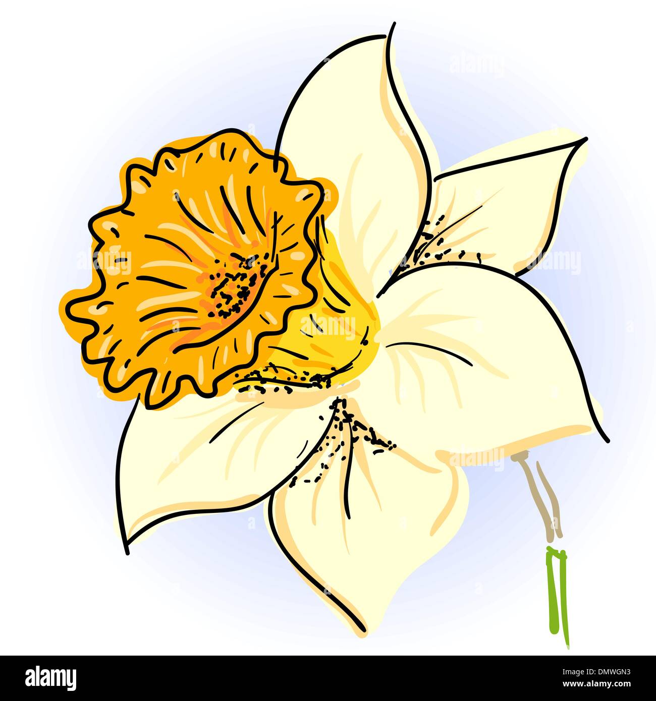 Daffodil Narcissus Stock Vector Image And Art Alamy