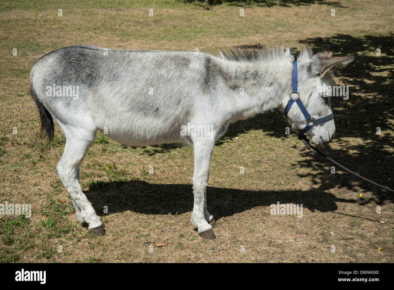 Donkey tied hi-res stock photography and images - Alamy