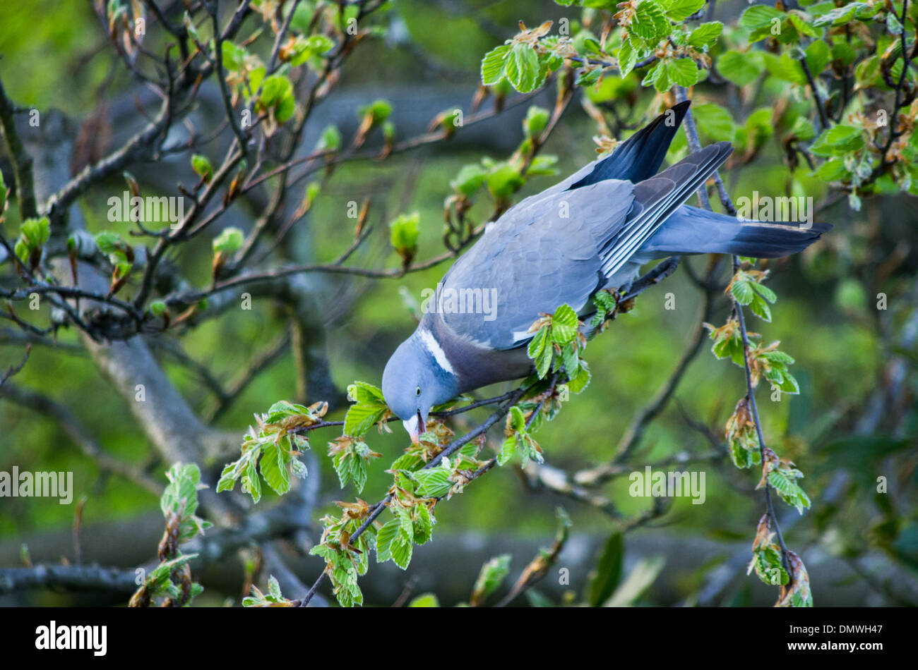 A common wood pigeon sitting on a tree branch and eating the young ...