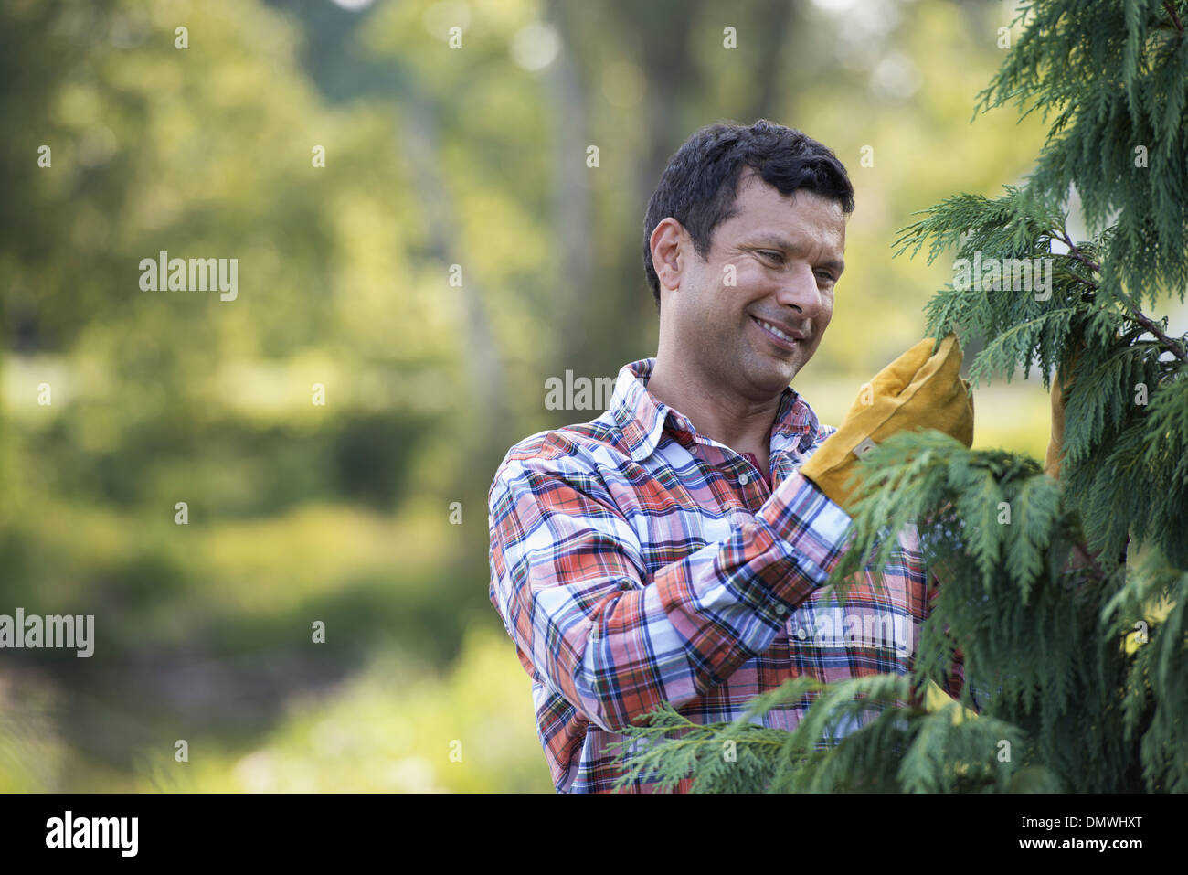 Man up a tree hi-res stock photography and images - Alamy