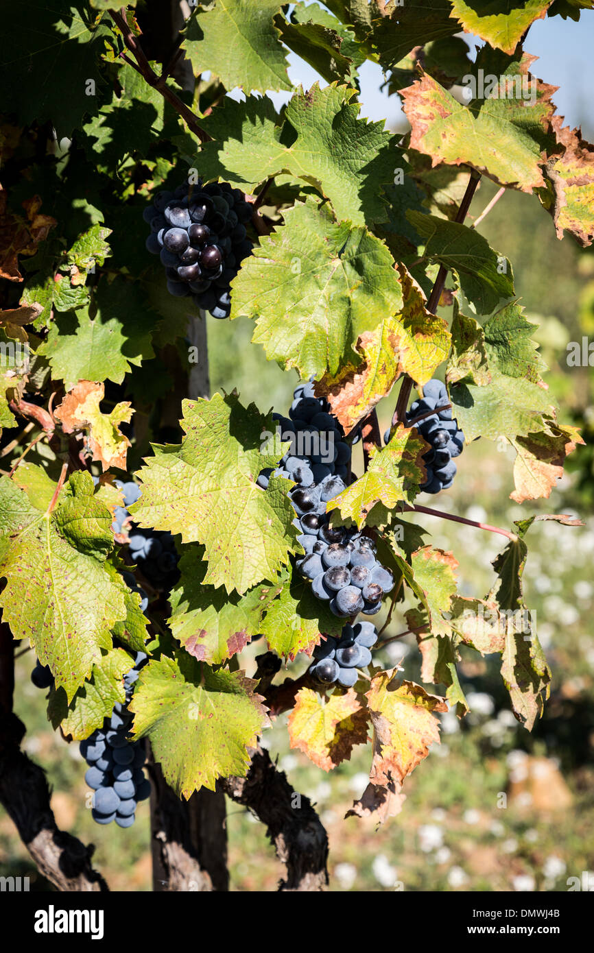 Red Grape Vines in Chateauneuf du Pape, Alpes-Côte d'Azur, France Stock ...