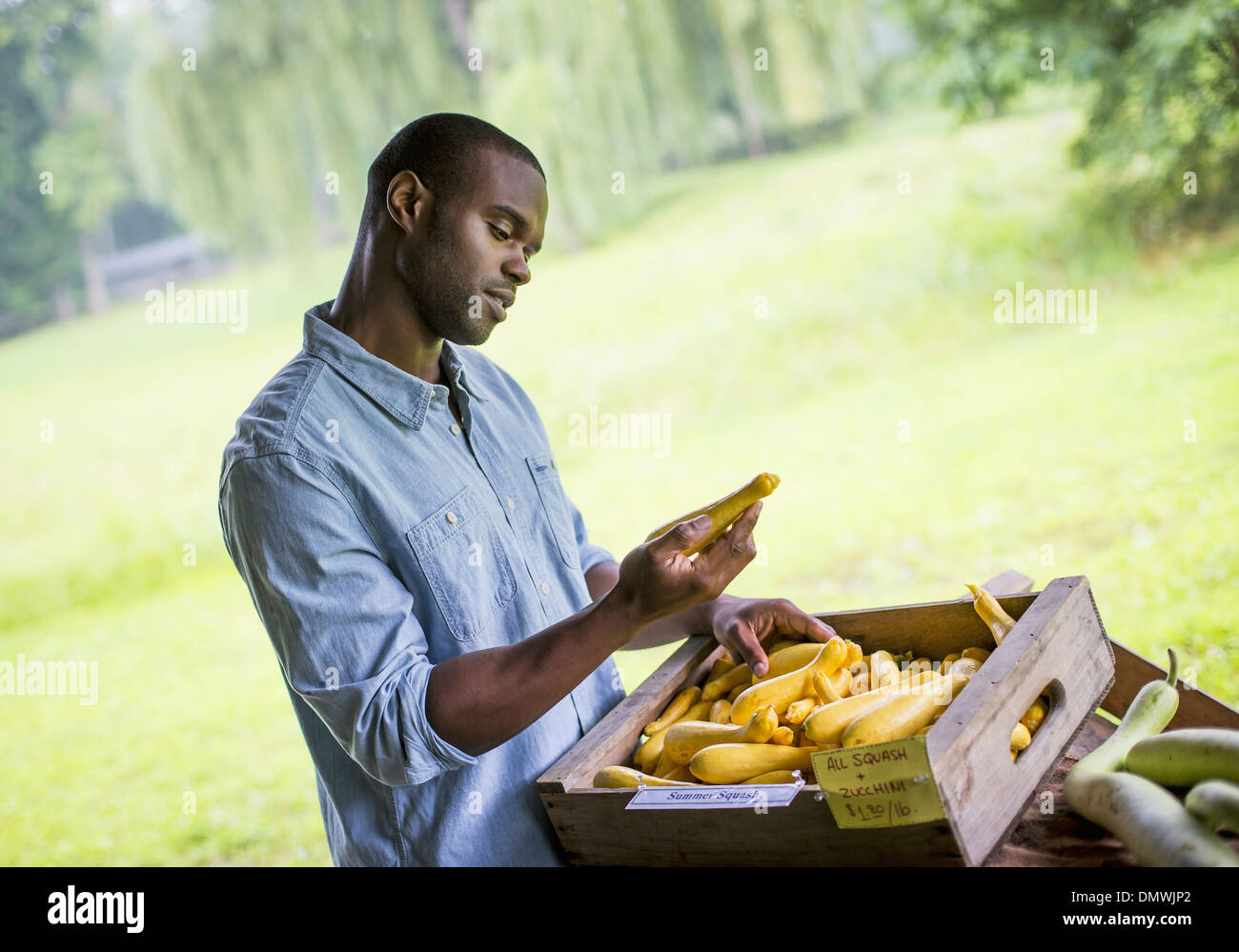 An organic fruit and vegetable farm. A man sorting vegetables Stock ...