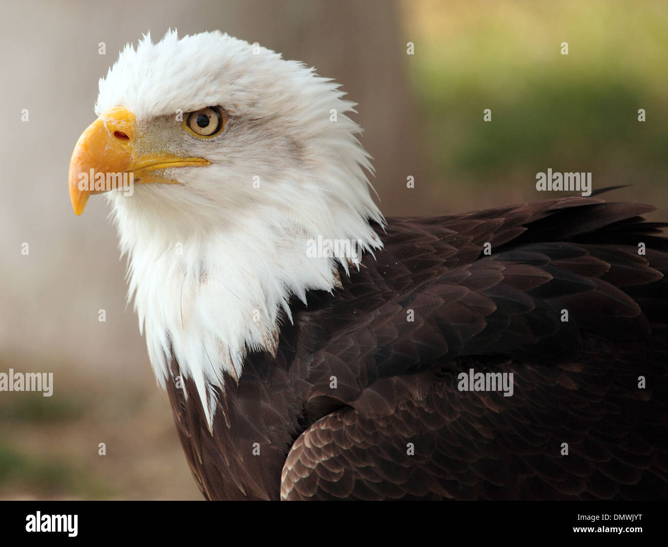portrait of a fantastic and impressive bald eagle Stock Photo - Alamy