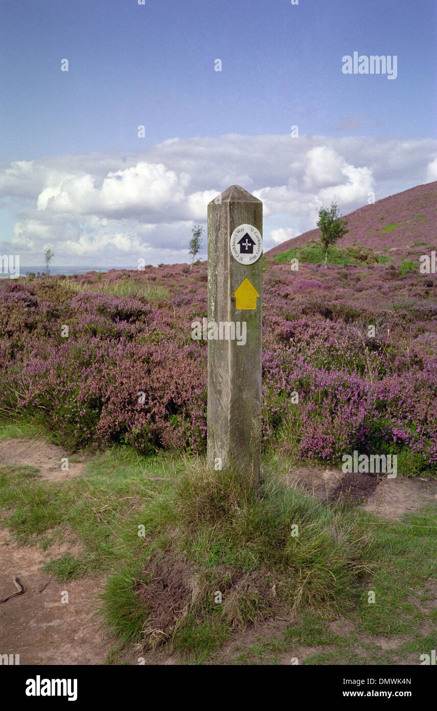 Wooden Waymarker Post on the St Cuthbert's Way, Eildon Hills, Borders ...