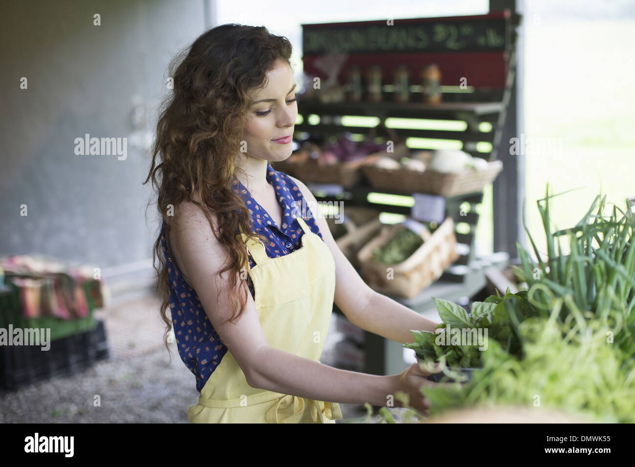 An organic farm stand. A woman sorting vegetables Stock Photo - Alamy