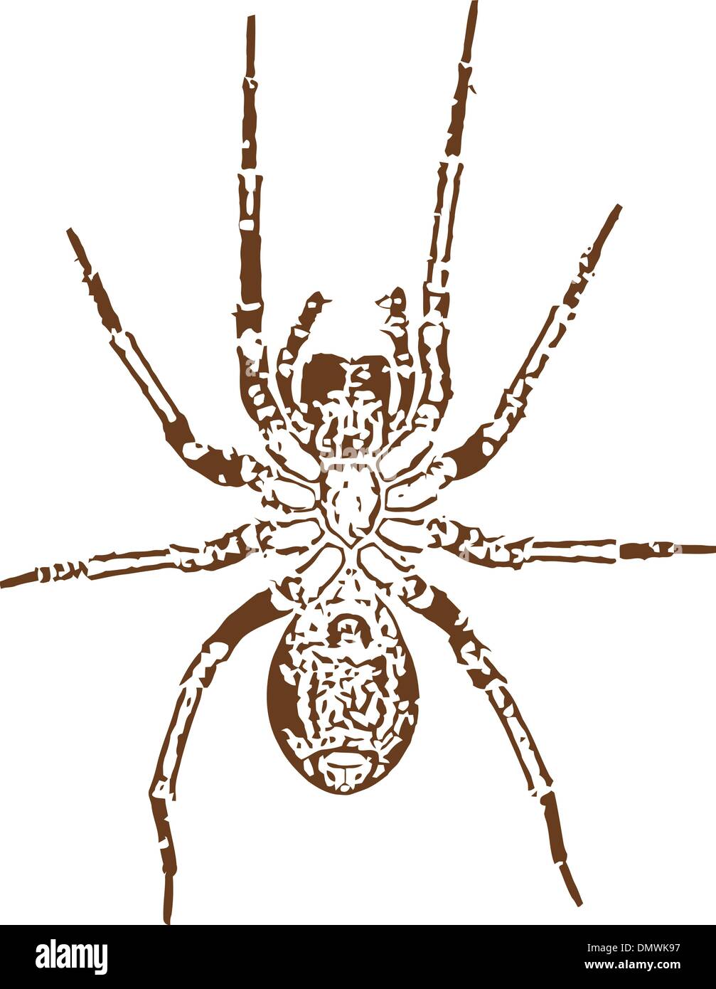 Vector image of a spider Stock Vector Image & Art - Alamy