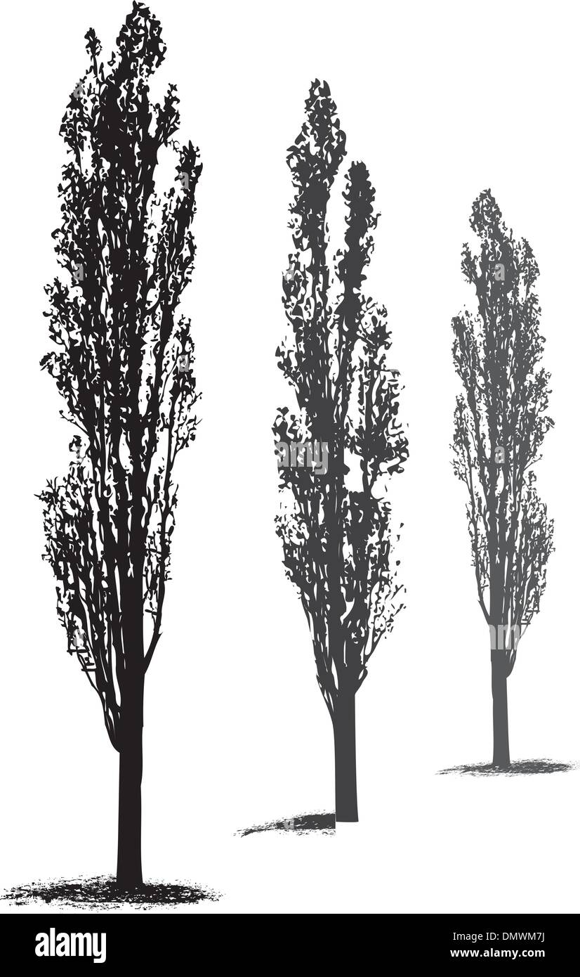 Black poplars Stock Vector Images - Alamy