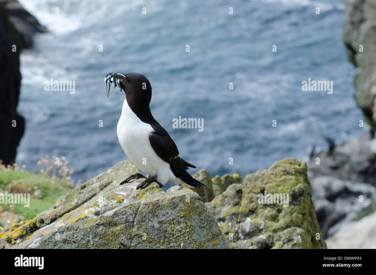 A Razorbill returning from a successful fishing trip on Lunga, one of ...