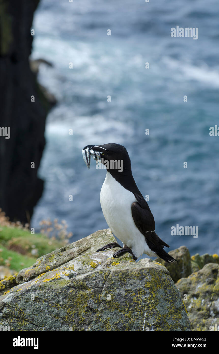 A Razorbill returning from a successful fishing trip on Lunga, one of ...