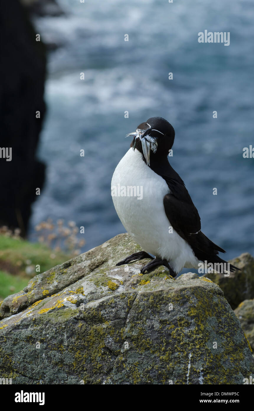 A Razorbill returning from a successful fishing trip on Lunga, one of ...