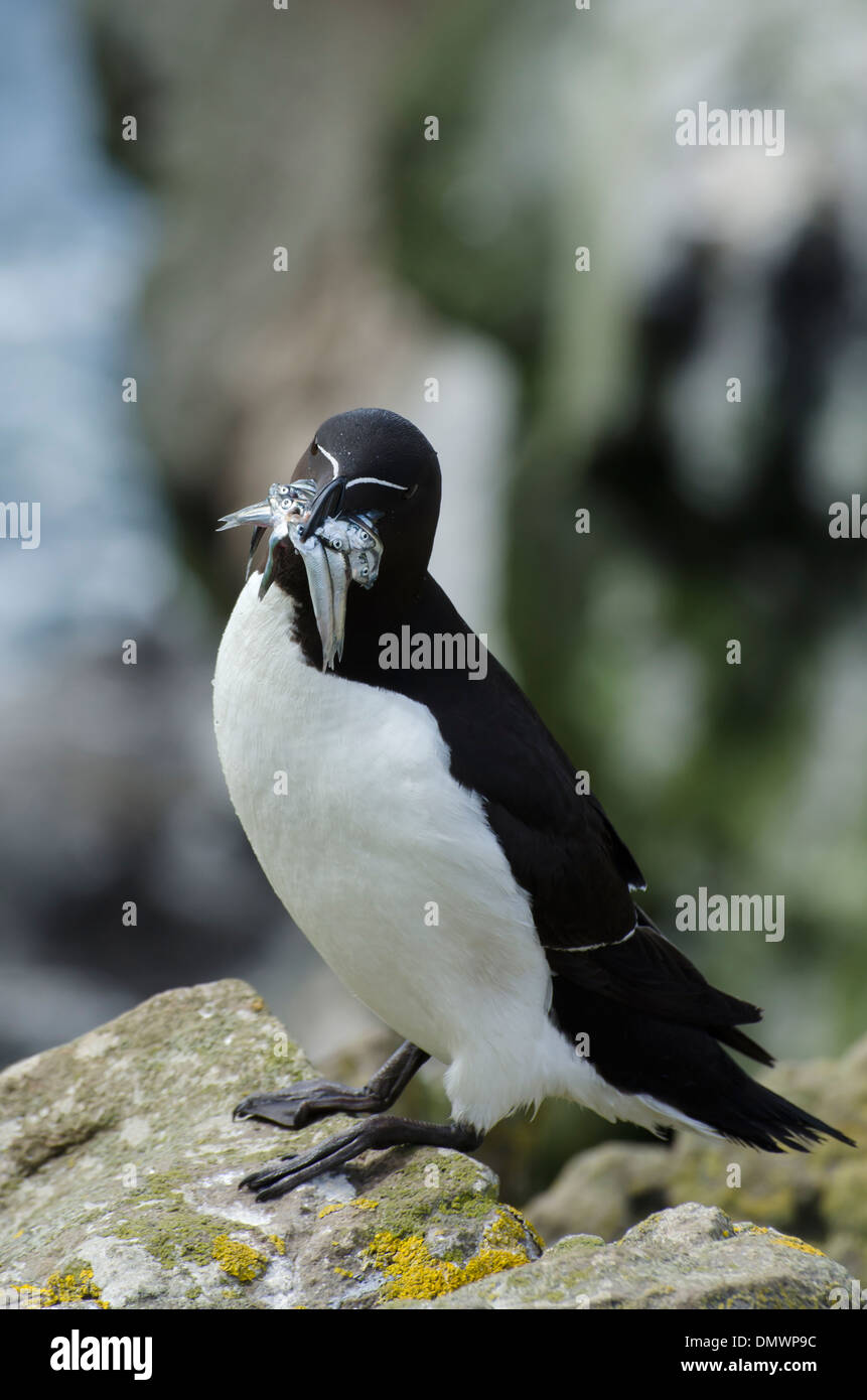 A Razorbill returning from a successful fishing trip on Lunga, one of ...