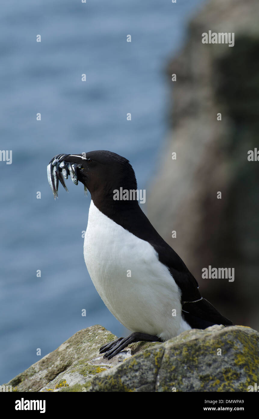 A Razorbill returning from a successful fishing trip on Lunga, one of ...
