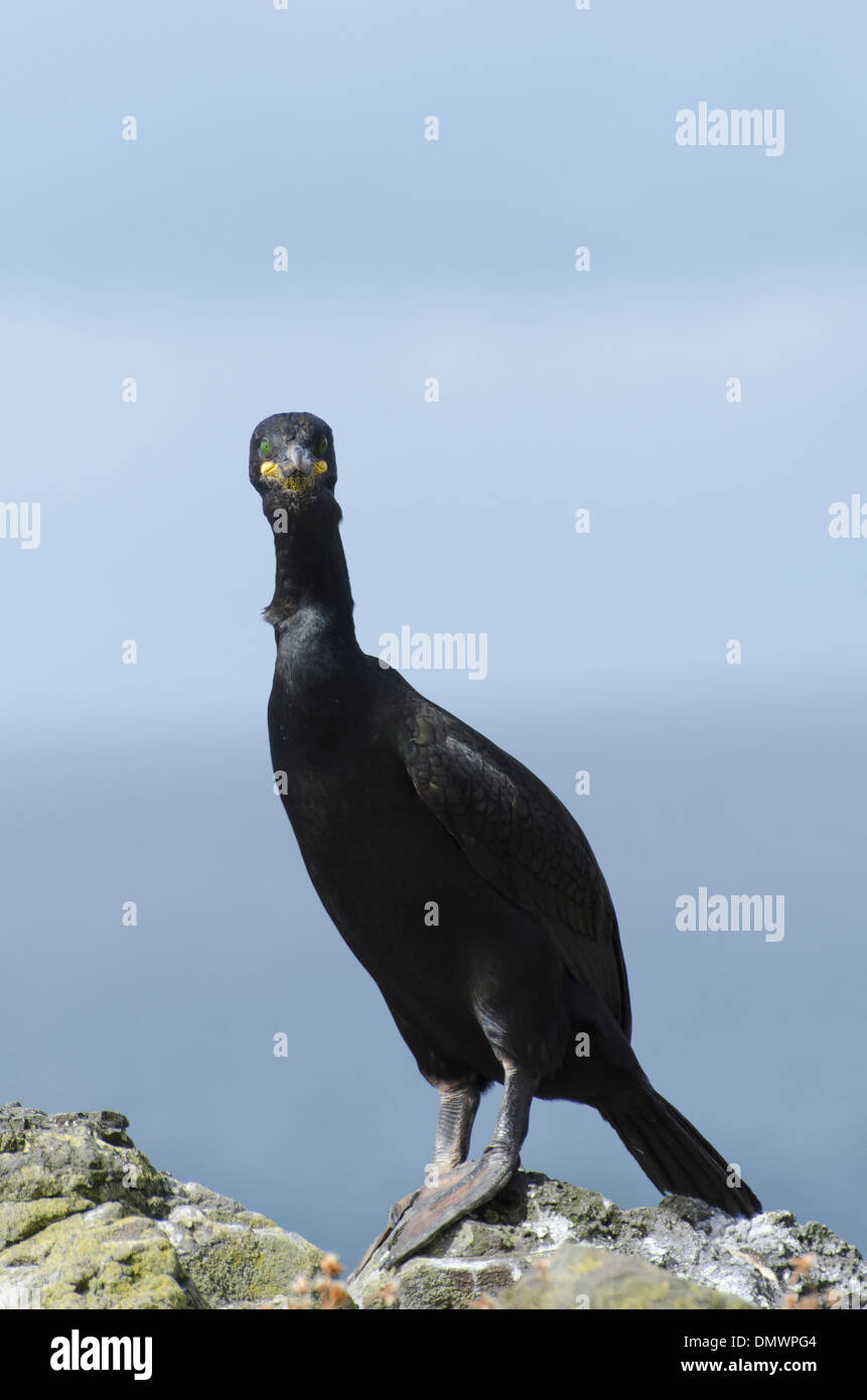 Shag colonies hi-res stock photography and images - Alamy
