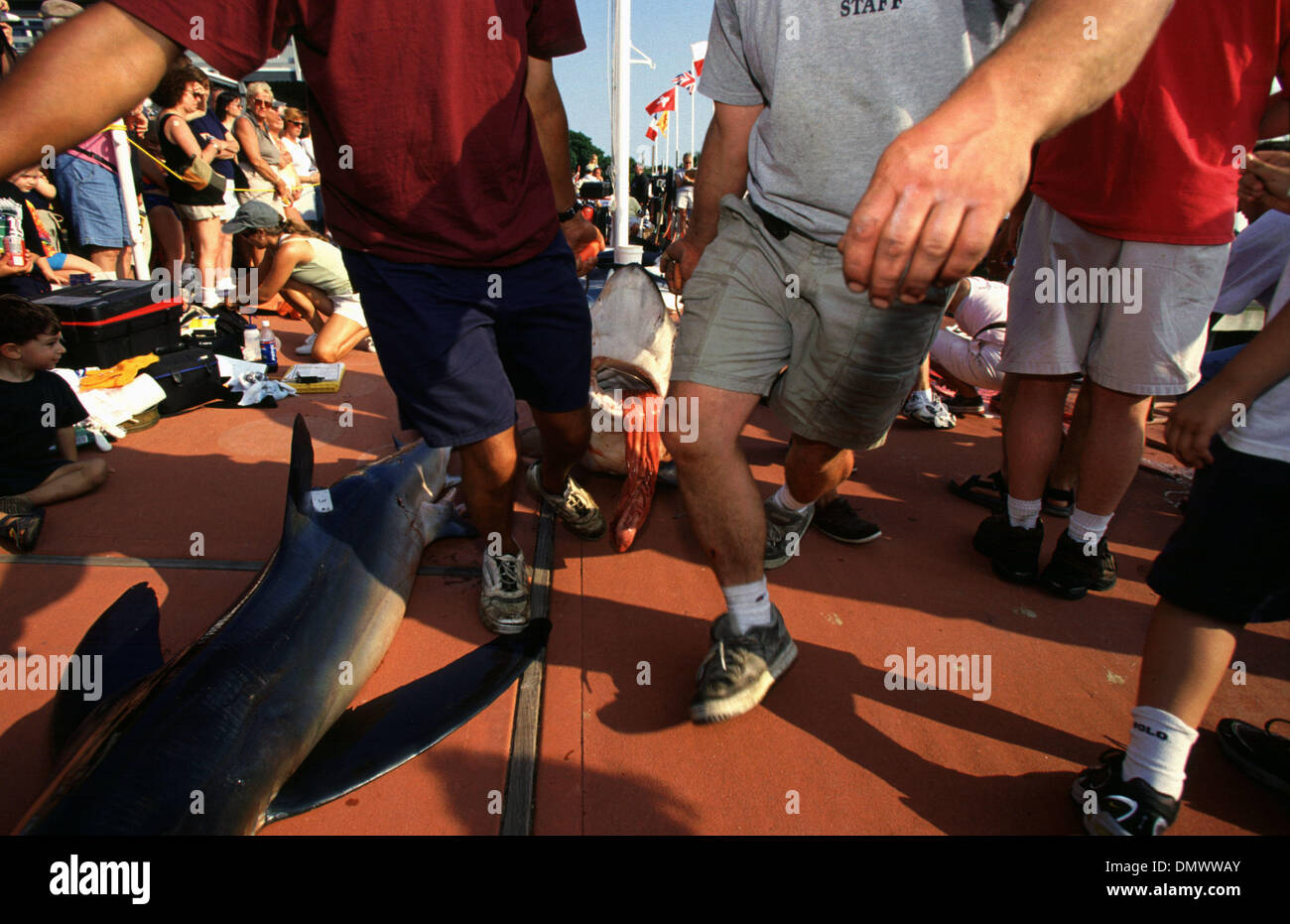 Jun 17, 1998 - Montauk Point,, New York, USA - Bloody toothed shark ...