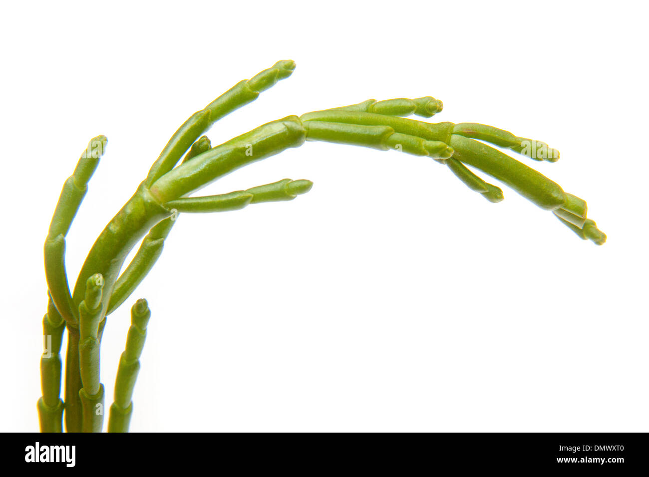 Sea Asparagus Plant