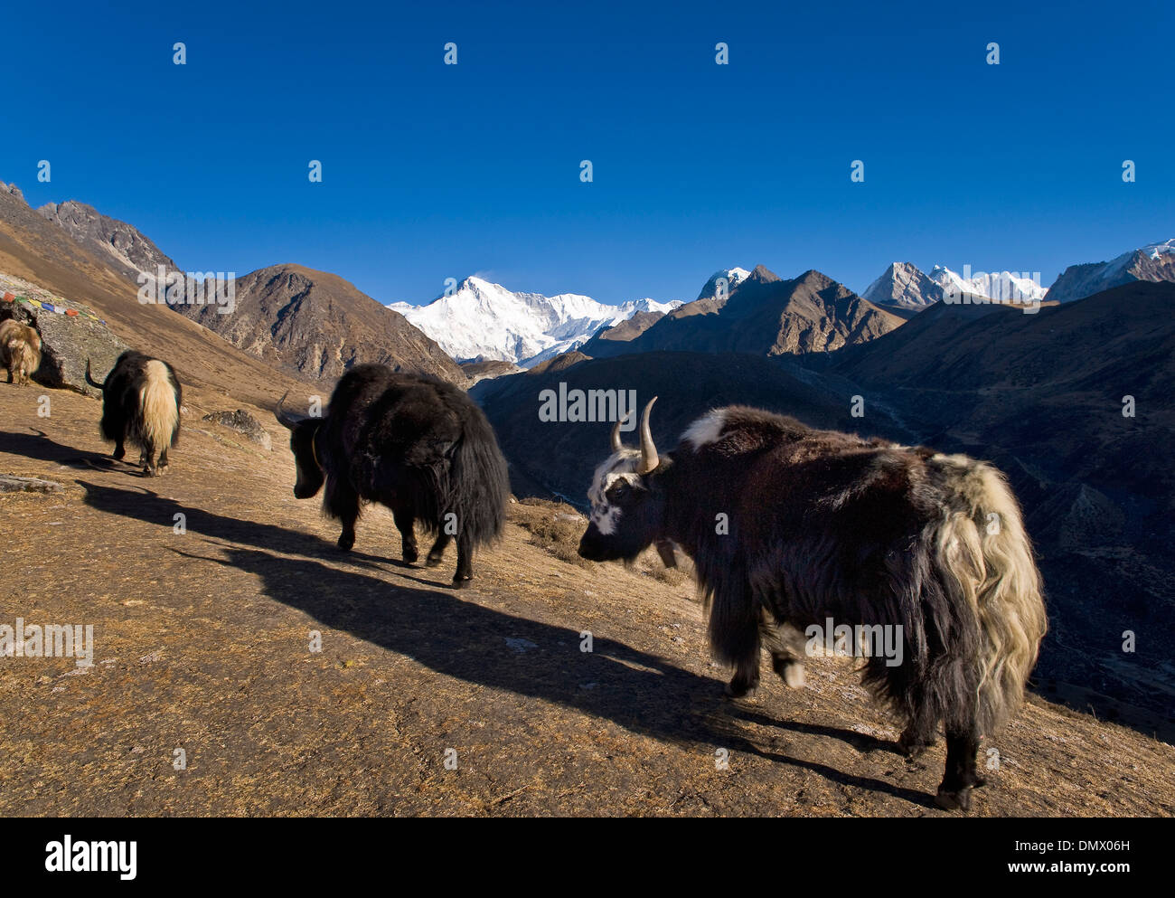Nepal Cattle High Resolution Stock Photography and Images - Alamy