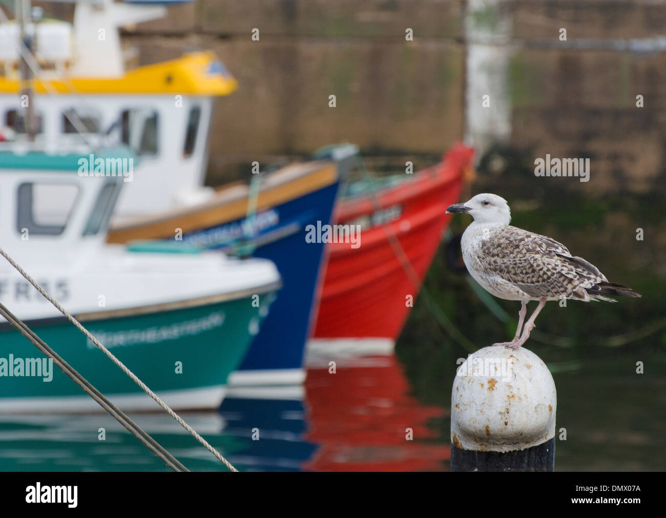 seagull colourful boat hulls fraserburgh harbour Stock Photo - Alamy