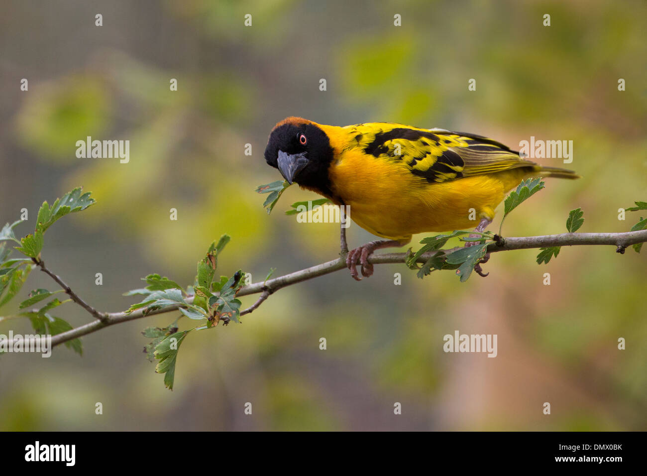 Weaver hi-res stock photography and images - Alamy