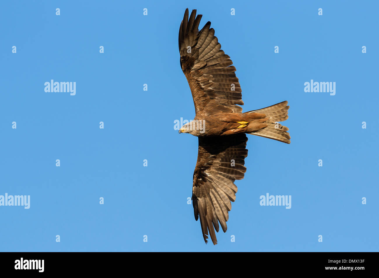 Black Kite in flight Stock Photo - Alamy