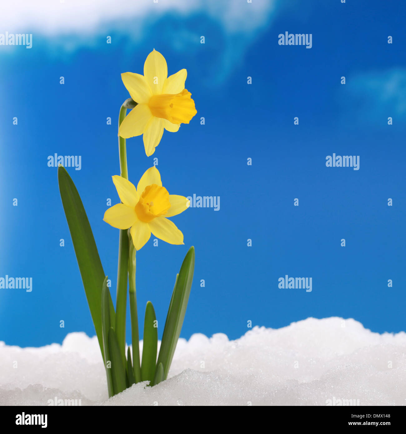In the spring season the first daffodils come through the snow Stock ...