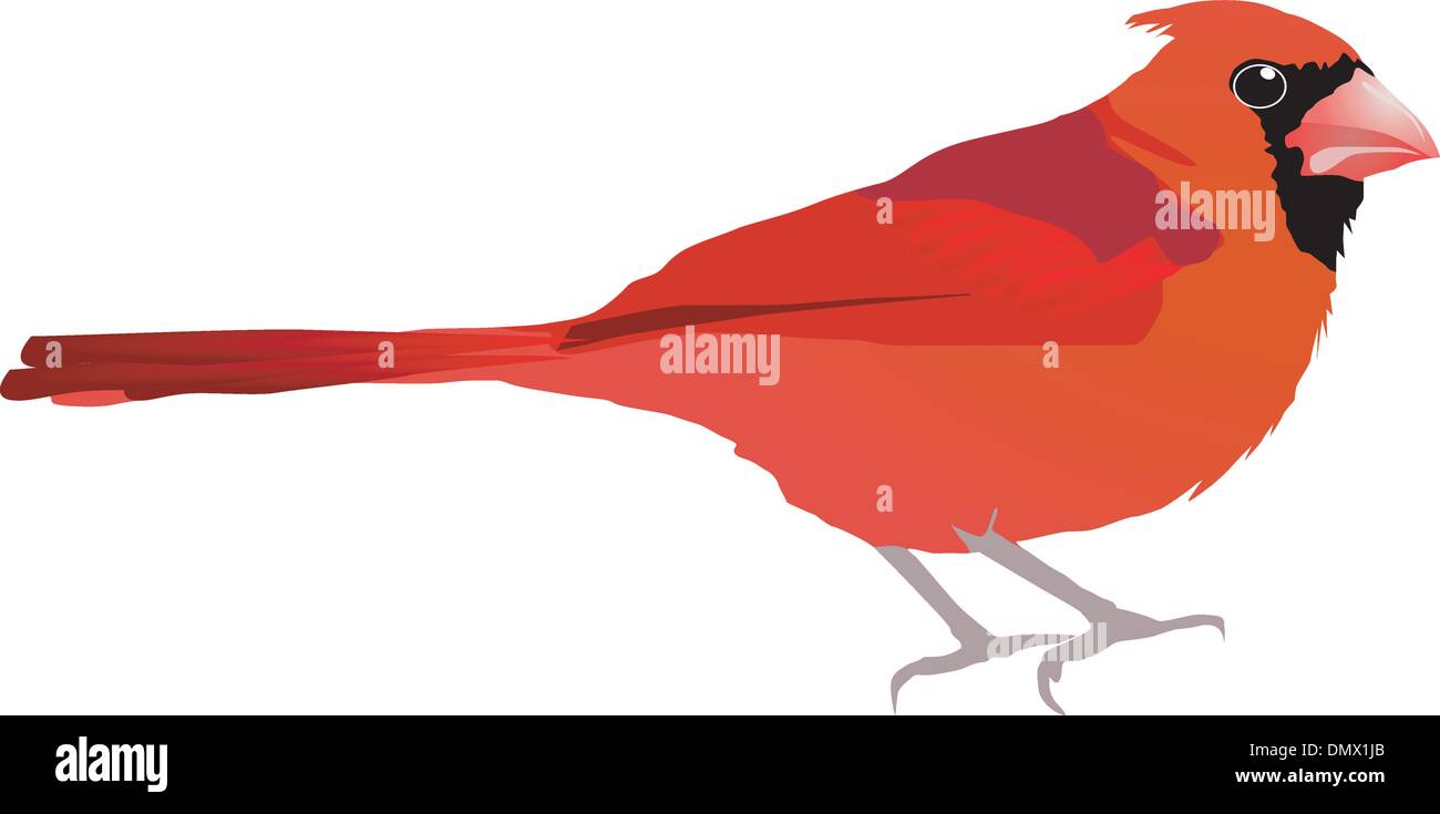 Beautiful red bird. Vector EPS10 Stock Vector Image & Art - Alamy