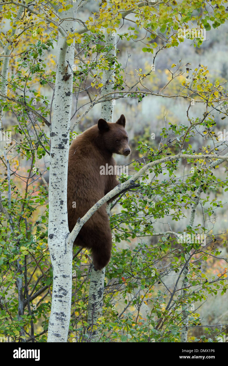 Bear Climbing Tree High Resolution Stock Photography and Images - Alamy