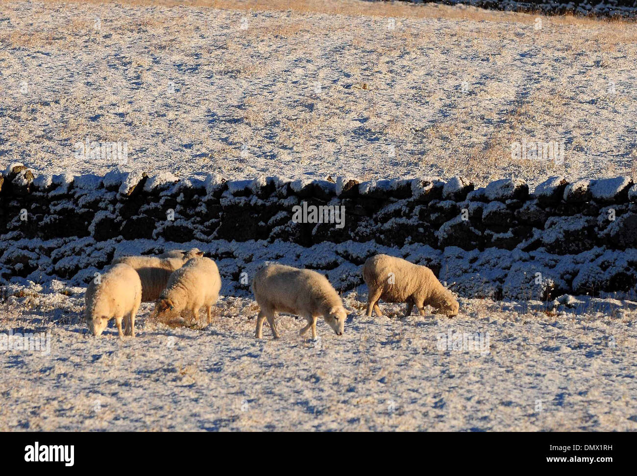 Sheep huddle to stay warm near Banchory, Aberdeenshire Stock Photo - Alamy