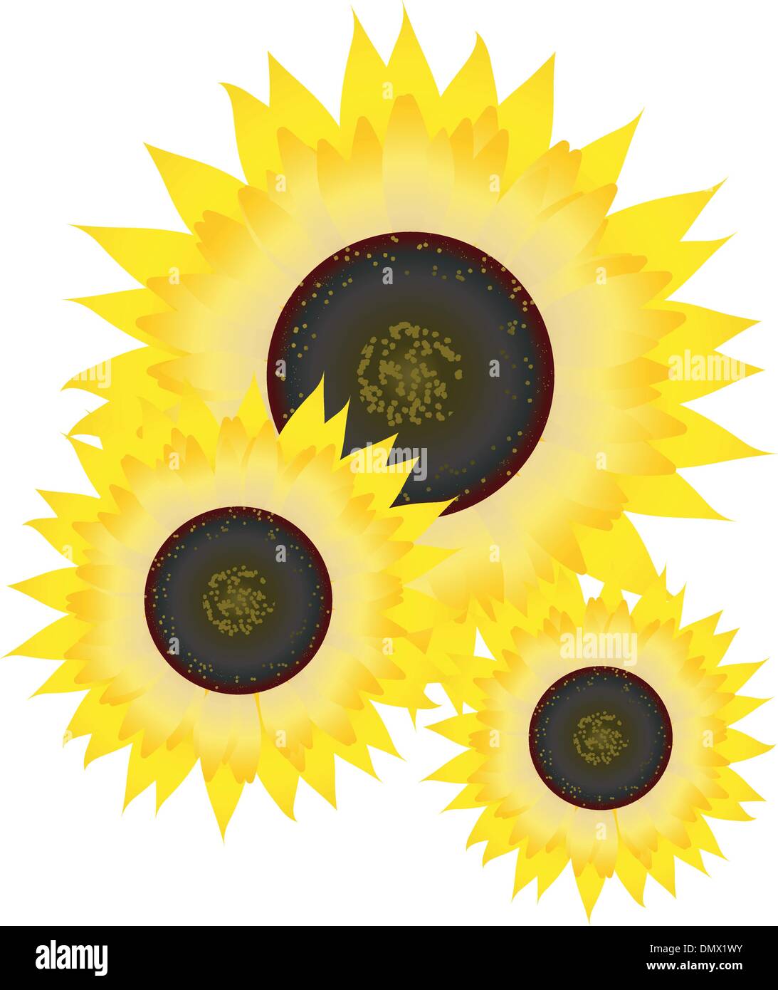 Sunflower. vector Stock Vector Image & Art - Alamy