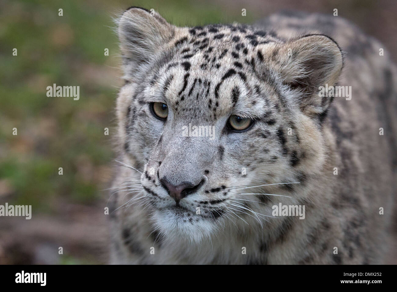 Snow Leopard cub, 7,5 months old Stock Photo - Alamy