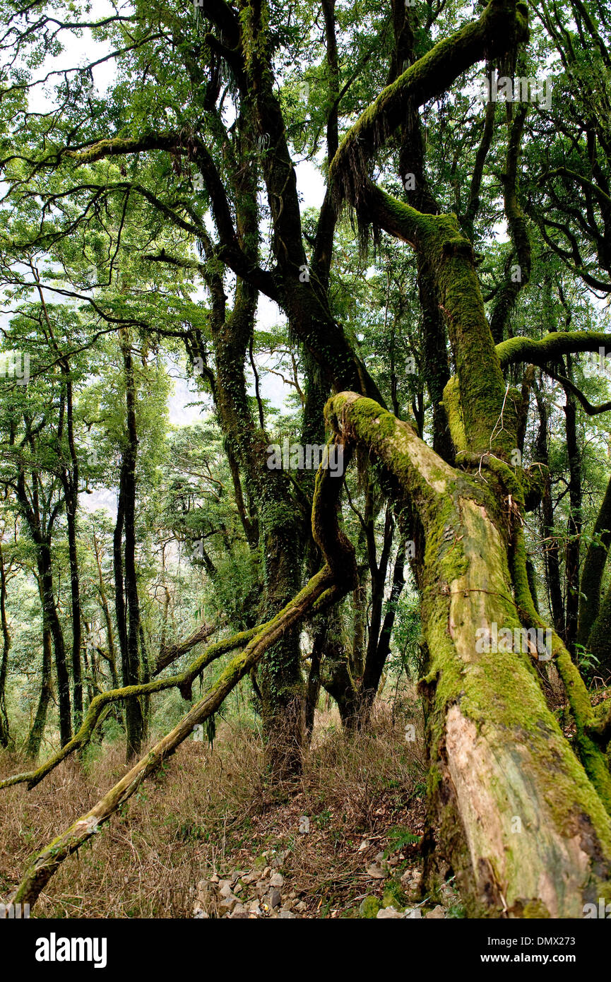 Himalaya Forest High Resolution Stock Photography and Images - Alamy