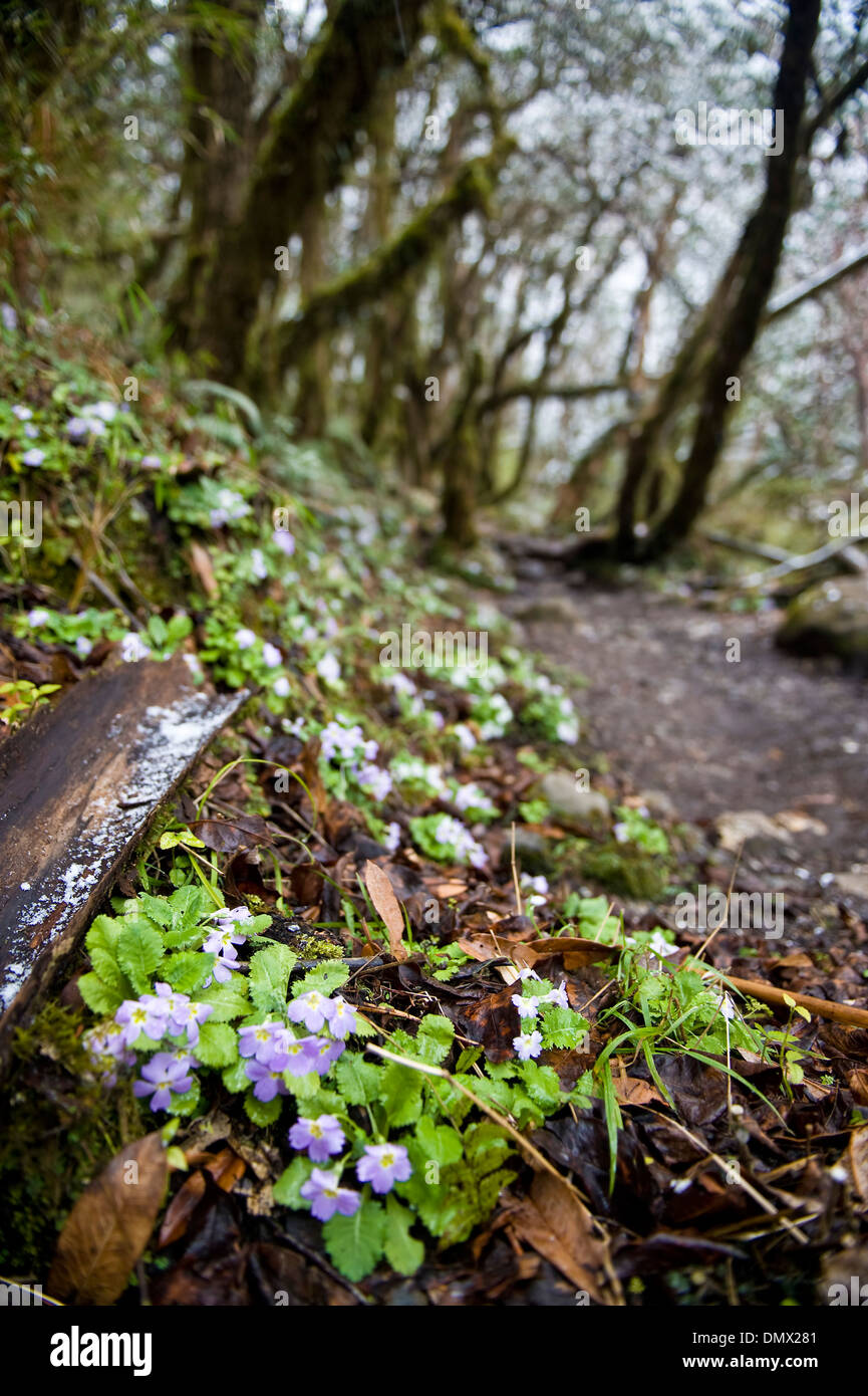Himalaya forest hi-res stock photography and images - Alamy